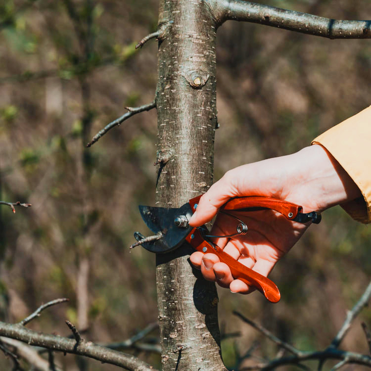 Tree Cutting - HI Landscaping