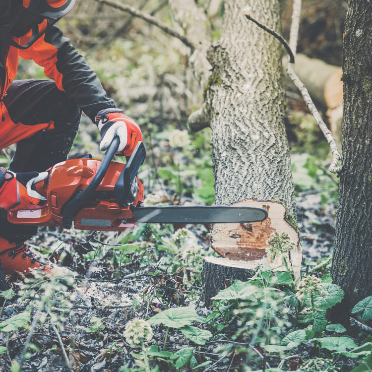 Tree Cutting - HI Landscaping
